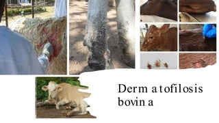 Dermatophilus congolensis | PDF