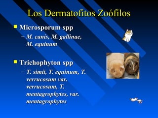 Dermatofitos | PPT