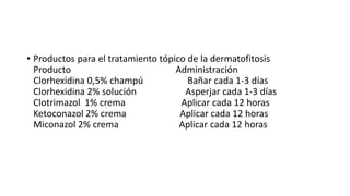 Dermatofitos | PPTX