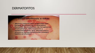 Dermatofitos.pptx que son los dermatofitos | PPTX