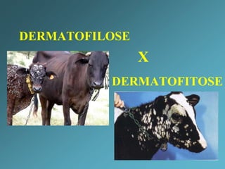 Dermatofitose x dermatofilose | PPT