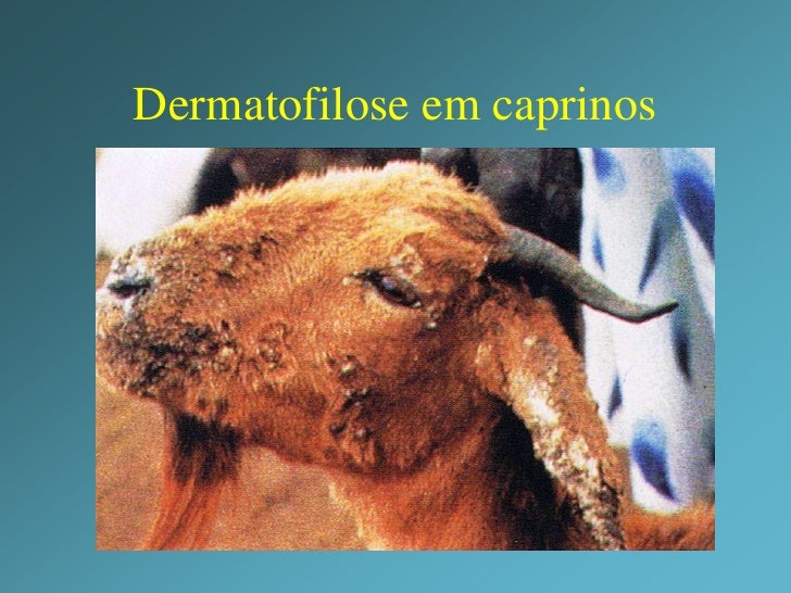 Dermatofitose x dermatofilose