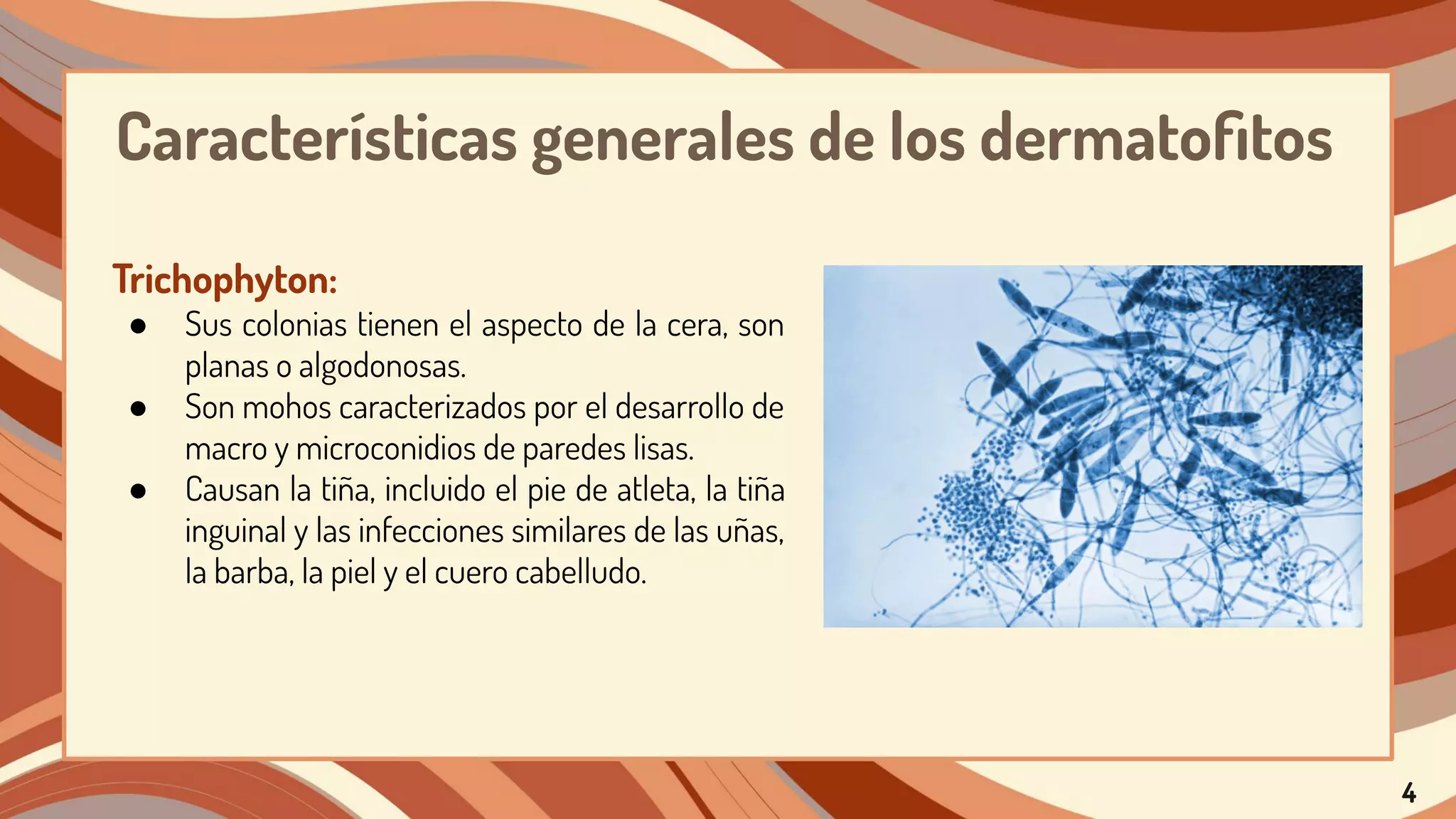 Dermatofitosis | PDF