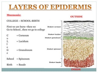 Layers Of Epidermis Mnemonic