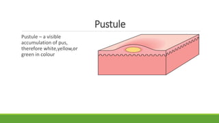 Introduction to Dermatology | PDF | Skin and Dermatology | Diseases and ...