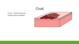 Introduction to Dermatology | PDF | Skin and Dermatology | Diseases and ...