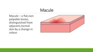 Introduction to Dermatology | PDF | Skin and Dermatology | Diseases and ...