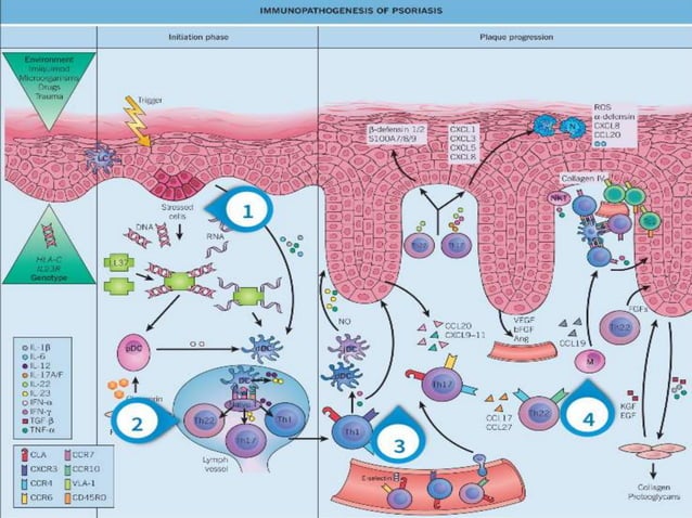 Dermatology Lecture Psoriasis ACNE AD | PPT