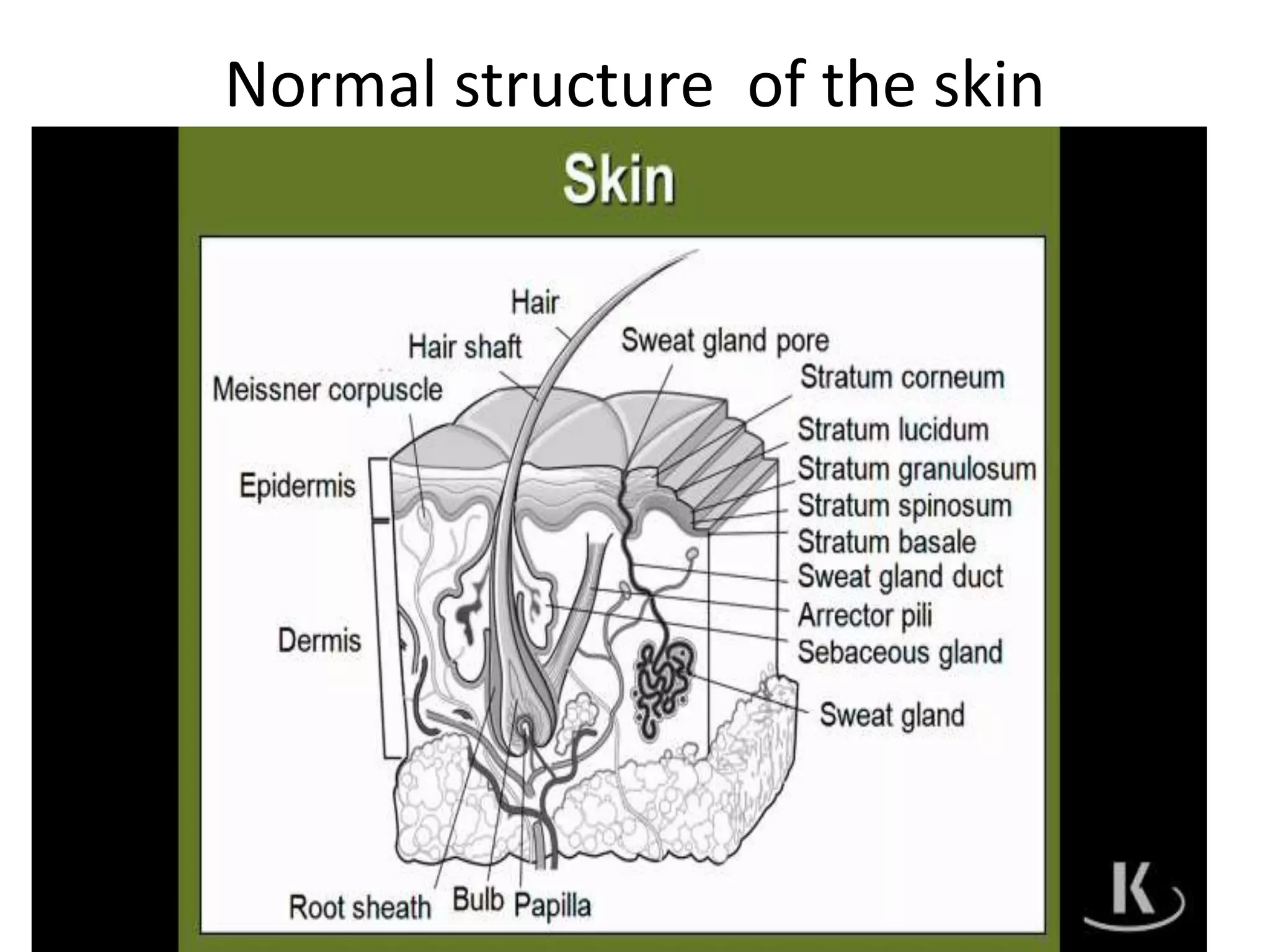 Dermatology lecture notes | PPTX
