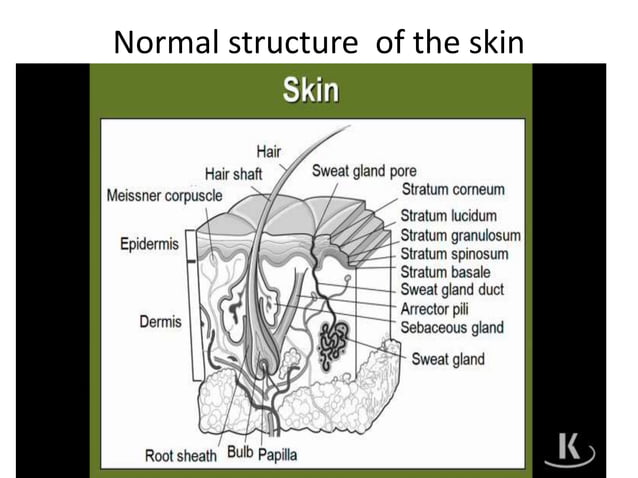 Dermatology lecture notes | PPTX | Skin and Dermatology | Diseases and ...