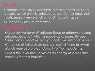 Dermatology | PPT