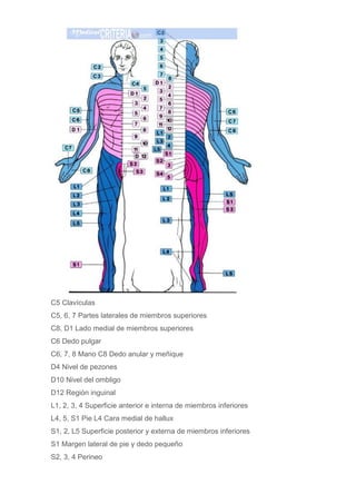 Dermatomas Miembro Inferior