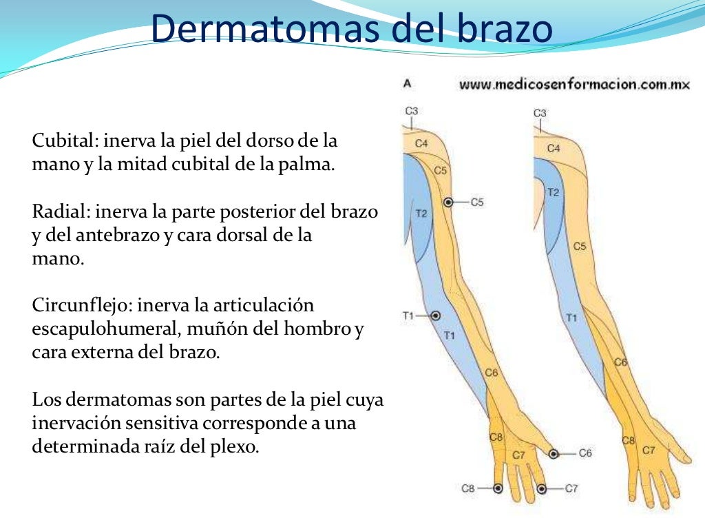 Dermatomas brazo