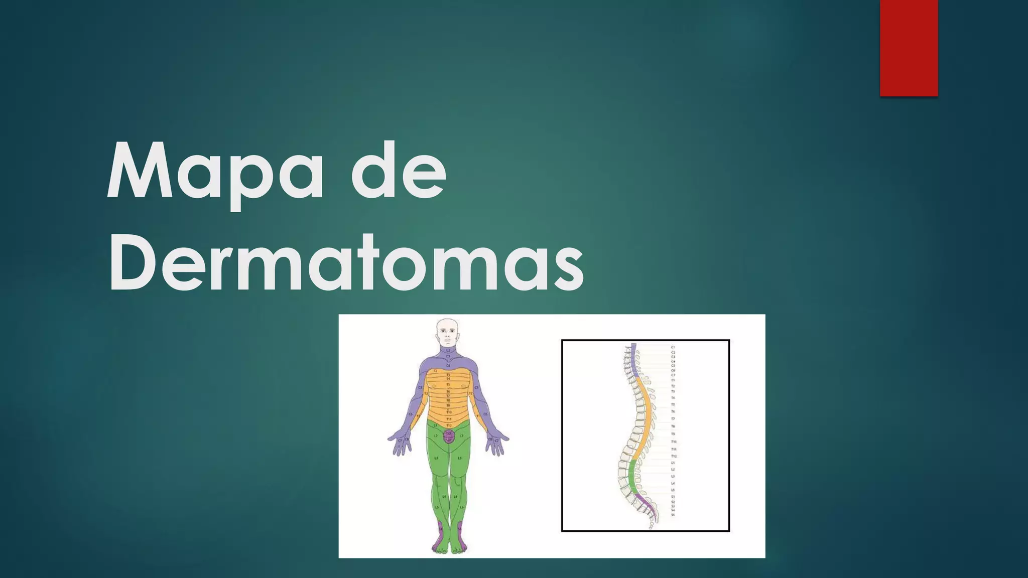 DERMATOMAS PP.pdf