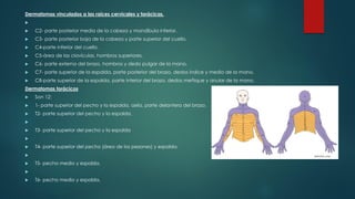 DERMATOMAS PP.pdf
