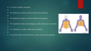 DERMATOMAS PP.pdf