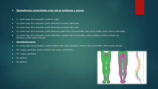 DERMATOMAS PP.pdf