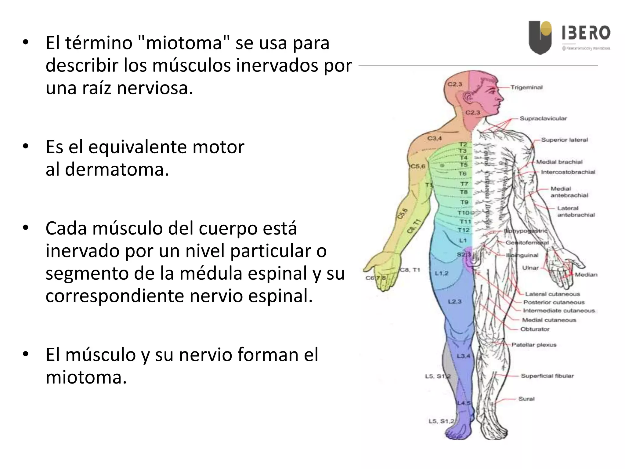 Dermatomas y Miotomas (2).pptx