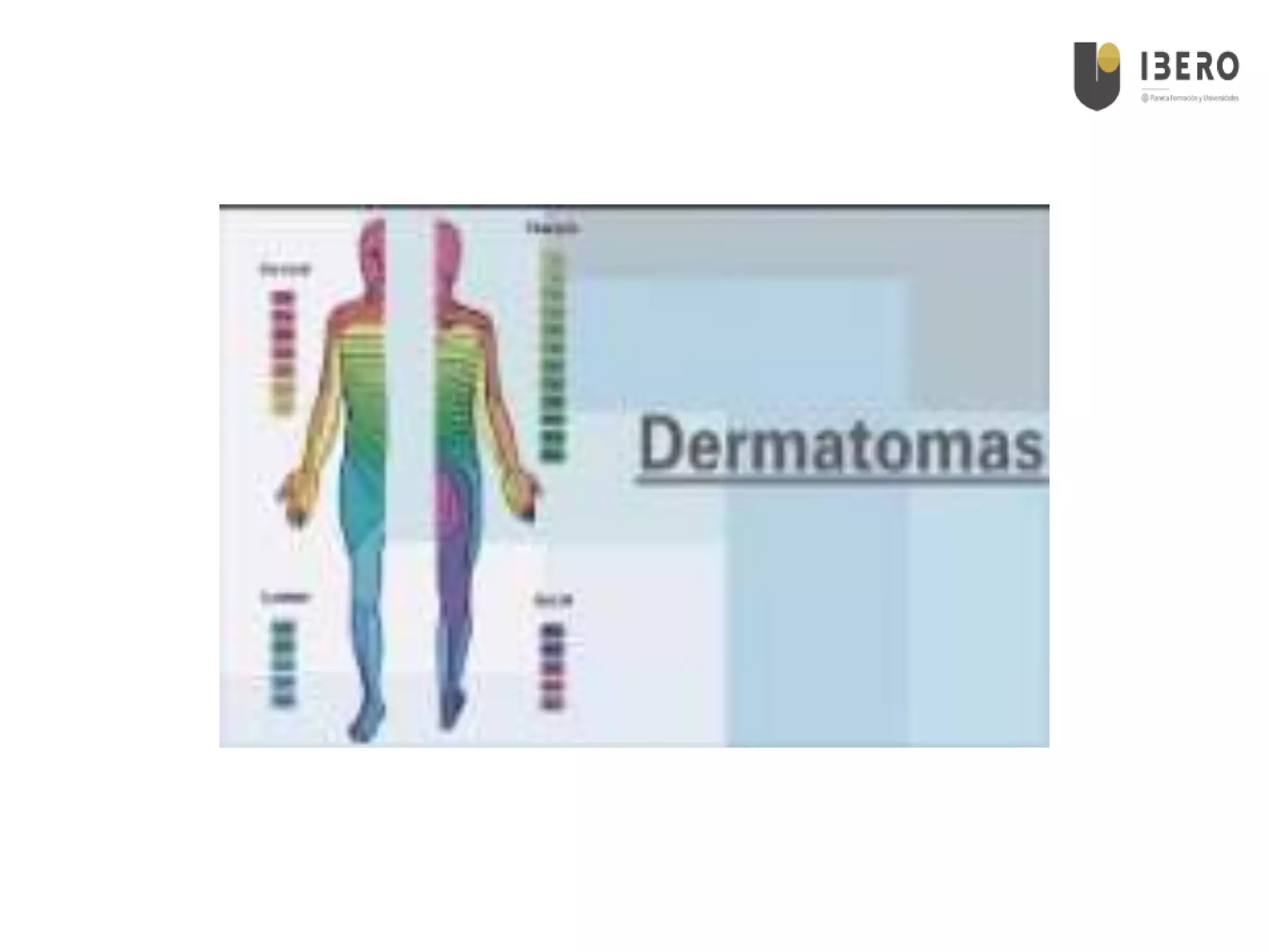 Dermatomas y Miotomas (2).pptx
