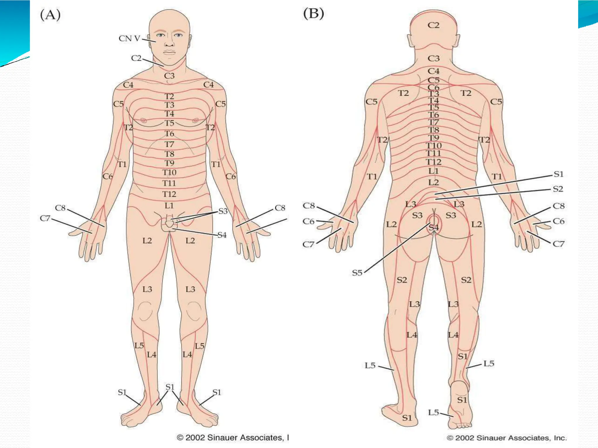 Dermatome Pptx Sjsjjsjjsjjjsjjsjsjjsjejjsjjsjejje Ppt