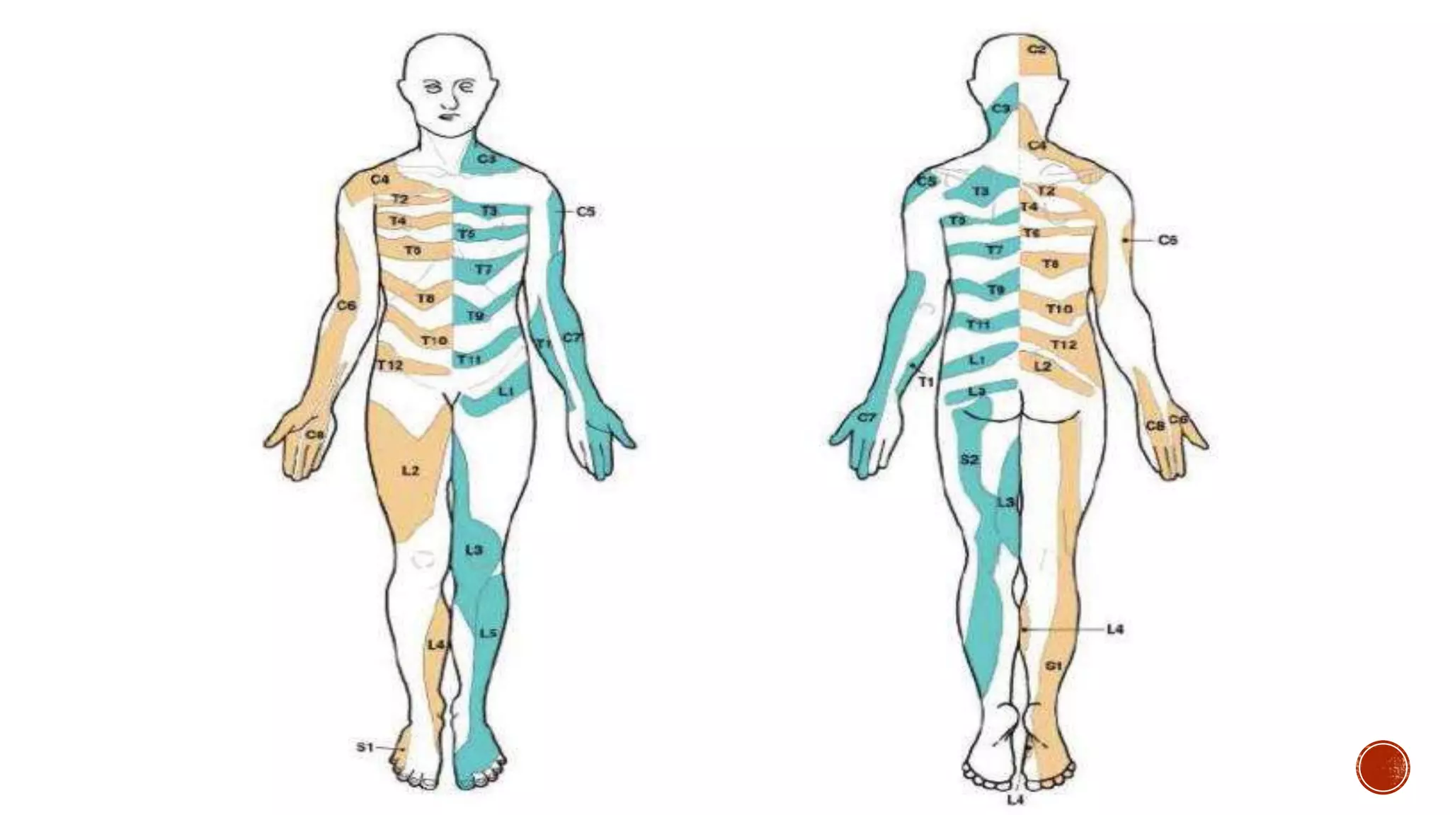 DERMATOME OF LOWERLIMB.pptx