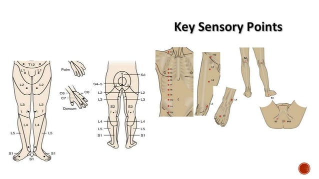 DERMATOME OF LOWERLIMB.pptx