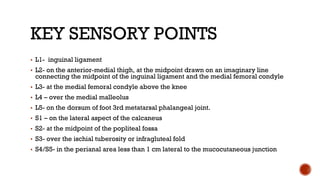 DERMATOME OF LOWERLIMB.pptx