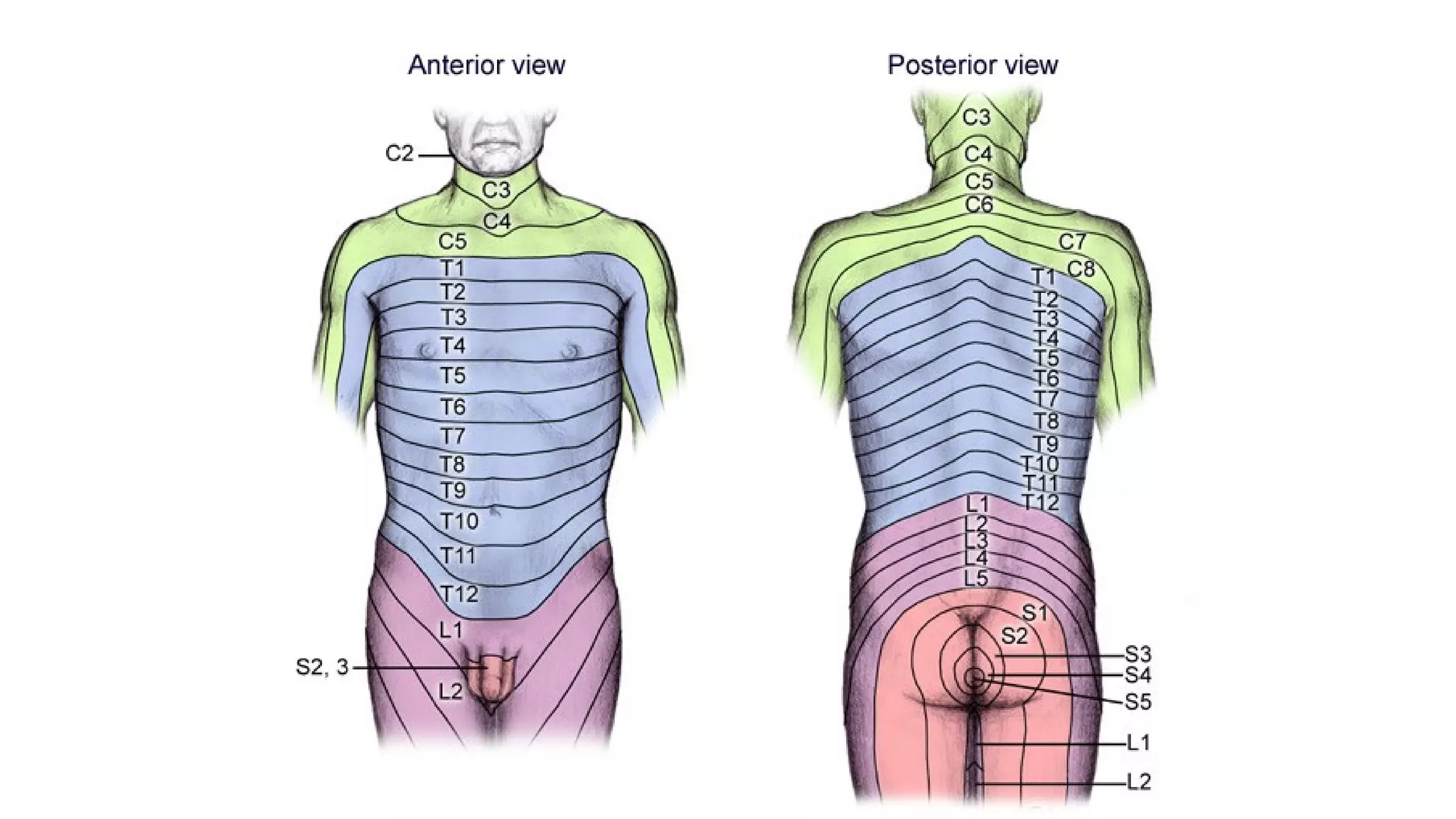 Dermatomes & some relevant stuff | PPT