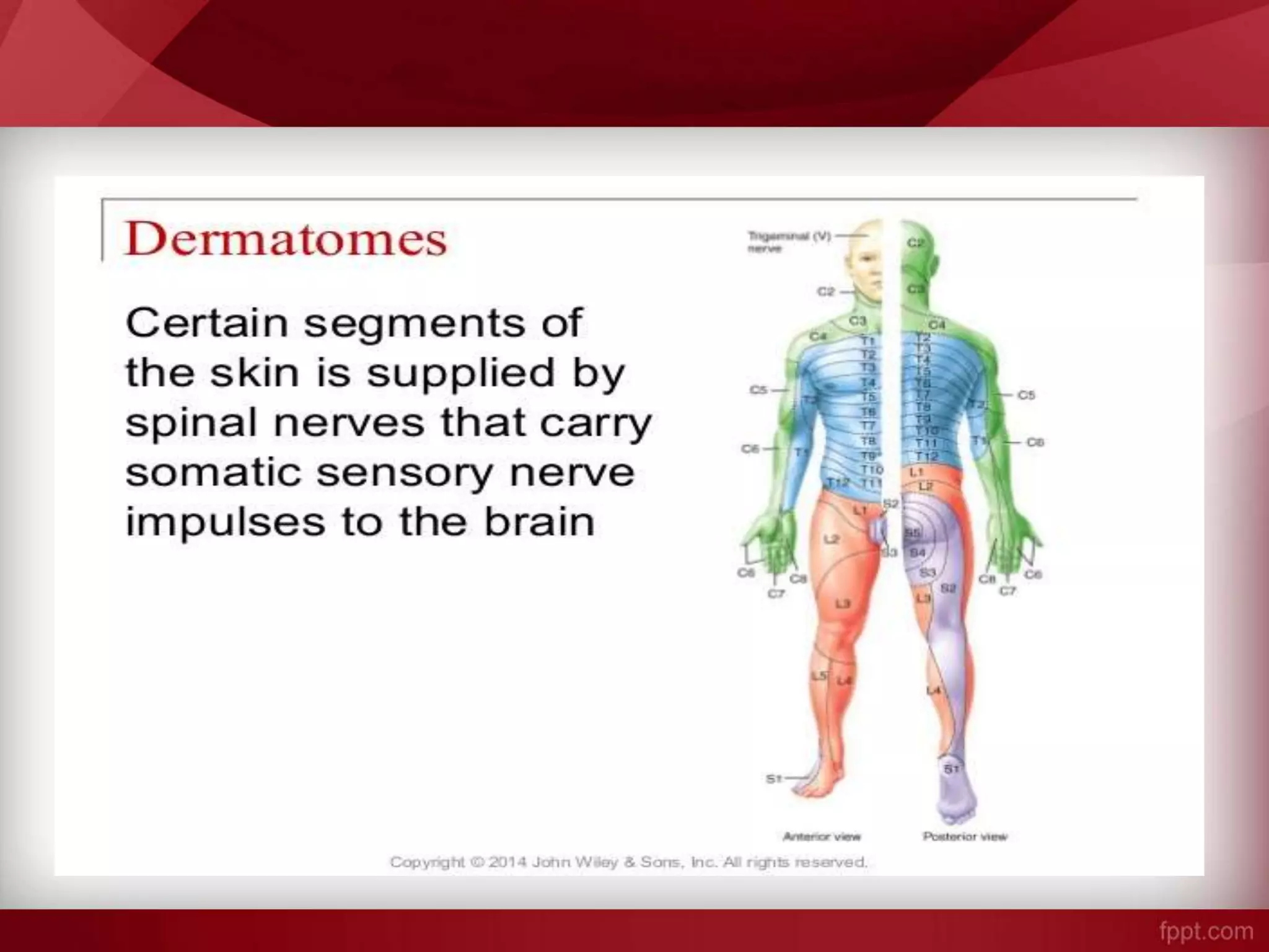 Dermatomes | PPT