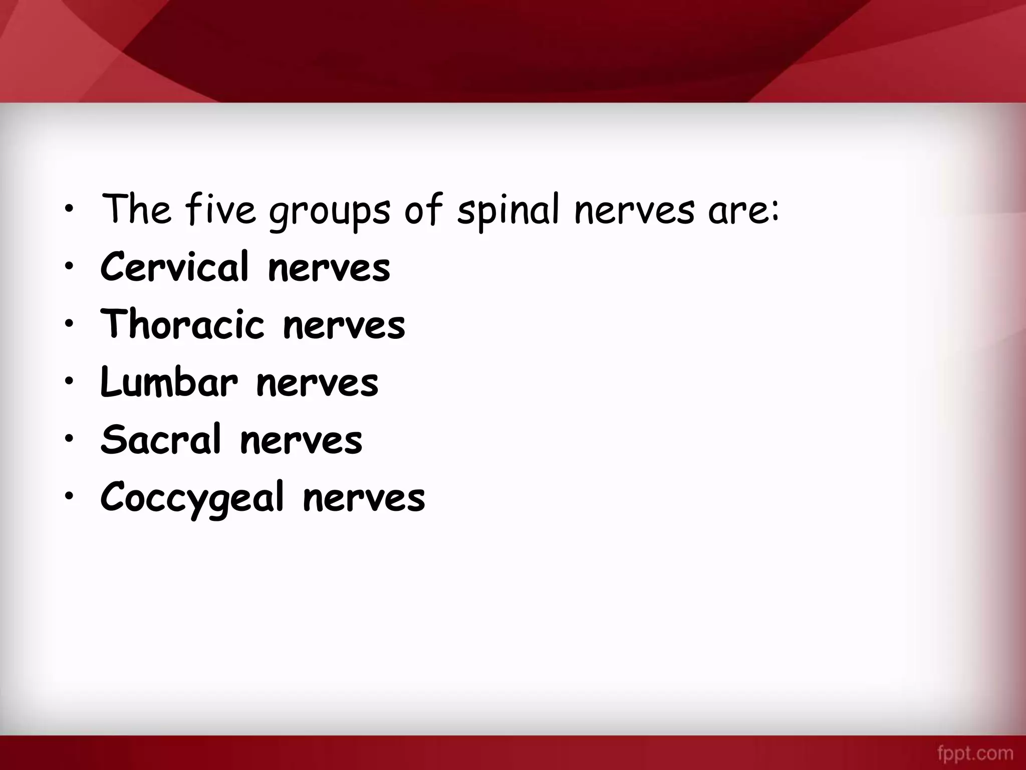 Dermatomes | PPT