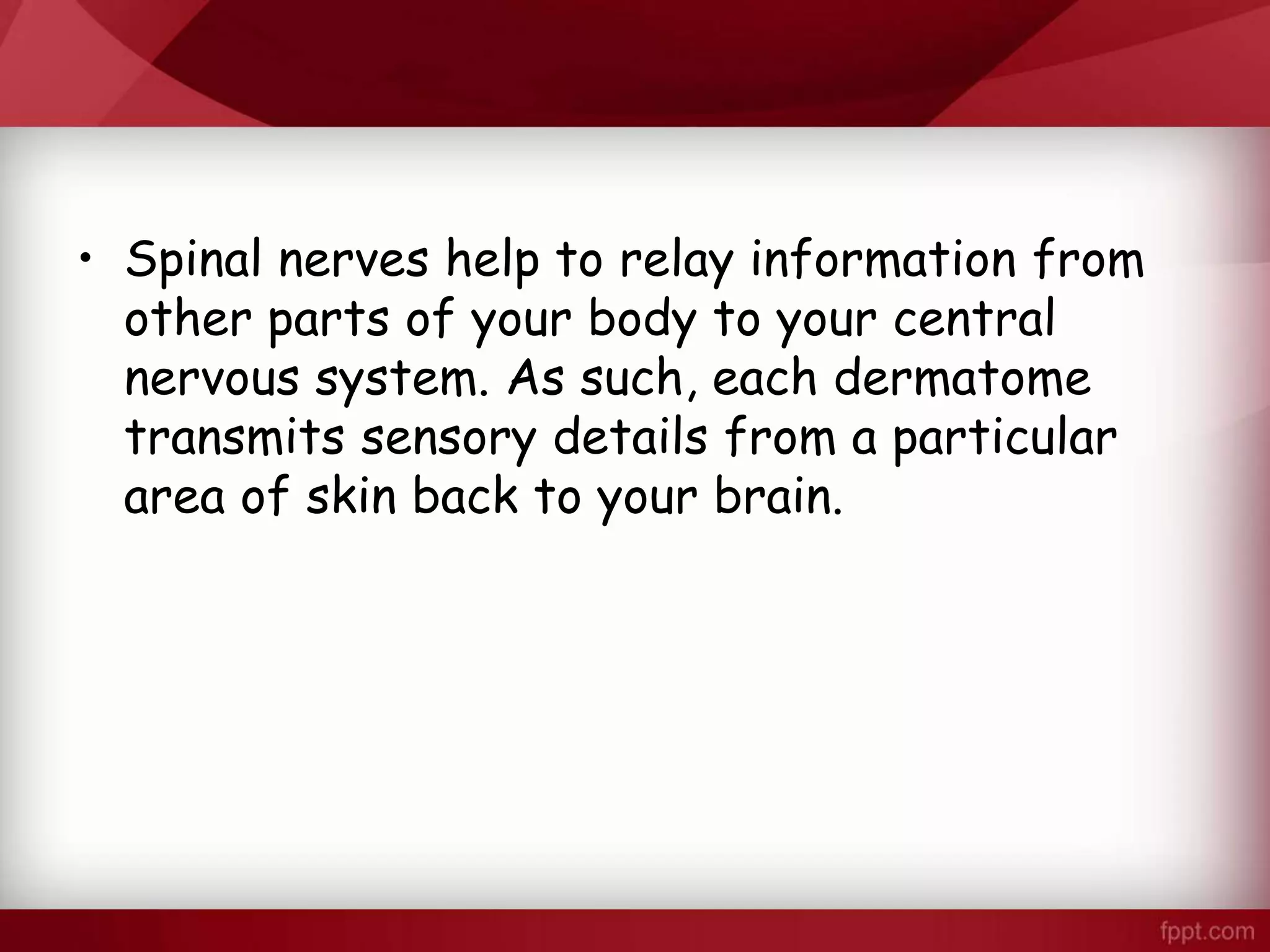 Dermatomes | PPT
