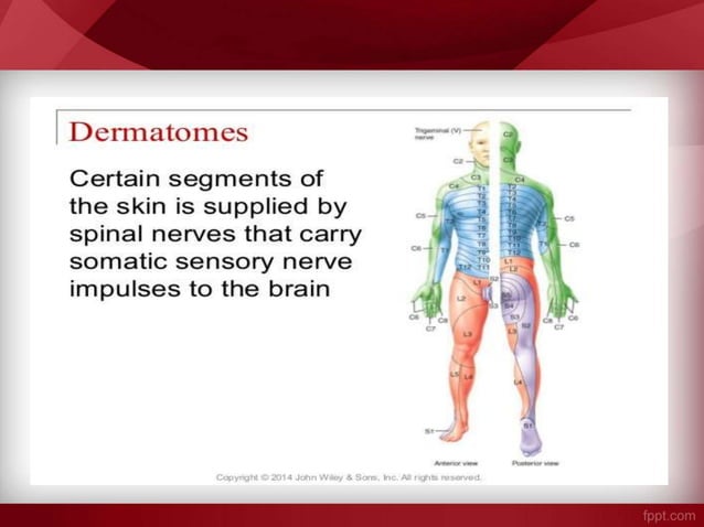 Dermatomes | PPT | Death, Injury, or Military Conflict | Sensitive Topics