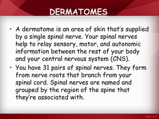 Dermatomes | PPT