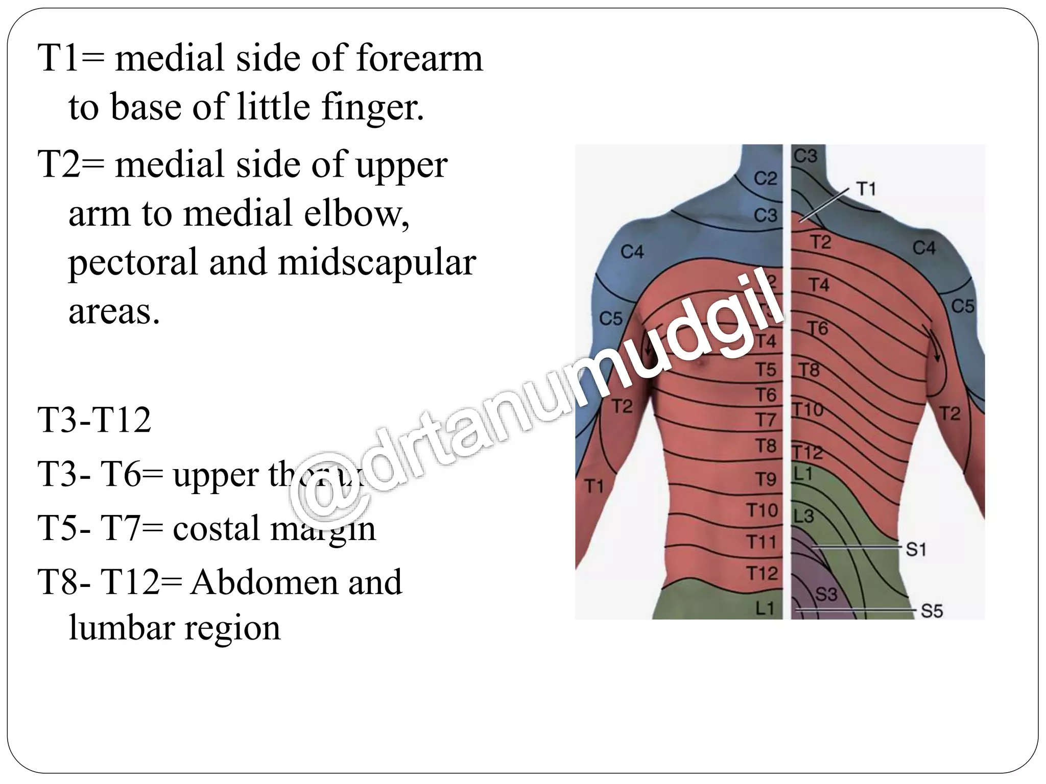 Dermatomes.pptx