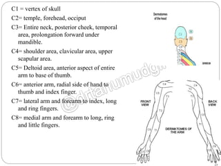 Dermatomes.pptx