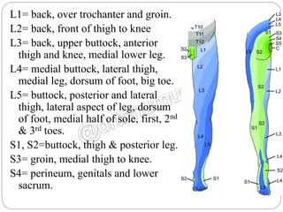 Lower Extremity Dermatomes Foot