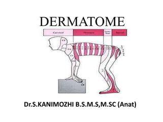 Dermatomes (2) | PPTX