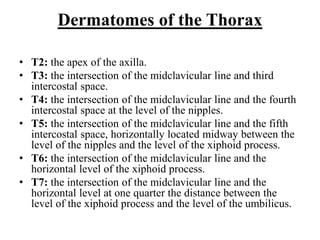 Dermatomes (2) | PPTX