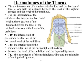 Dermatomes (2) | PPTX