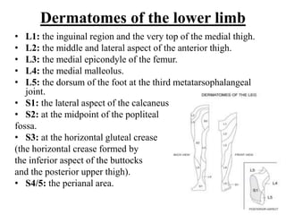 Dermatomes (2) | PPTX