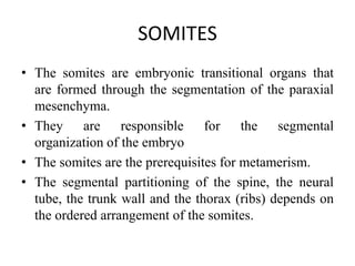 Dermatomes (2) | PPTX