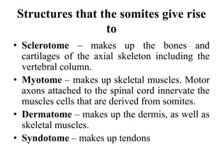 Dermatomes (2) | PPTX