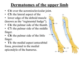 Dermatomes (2) | PPTX