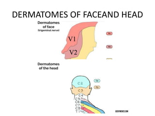 Dermatomes Face