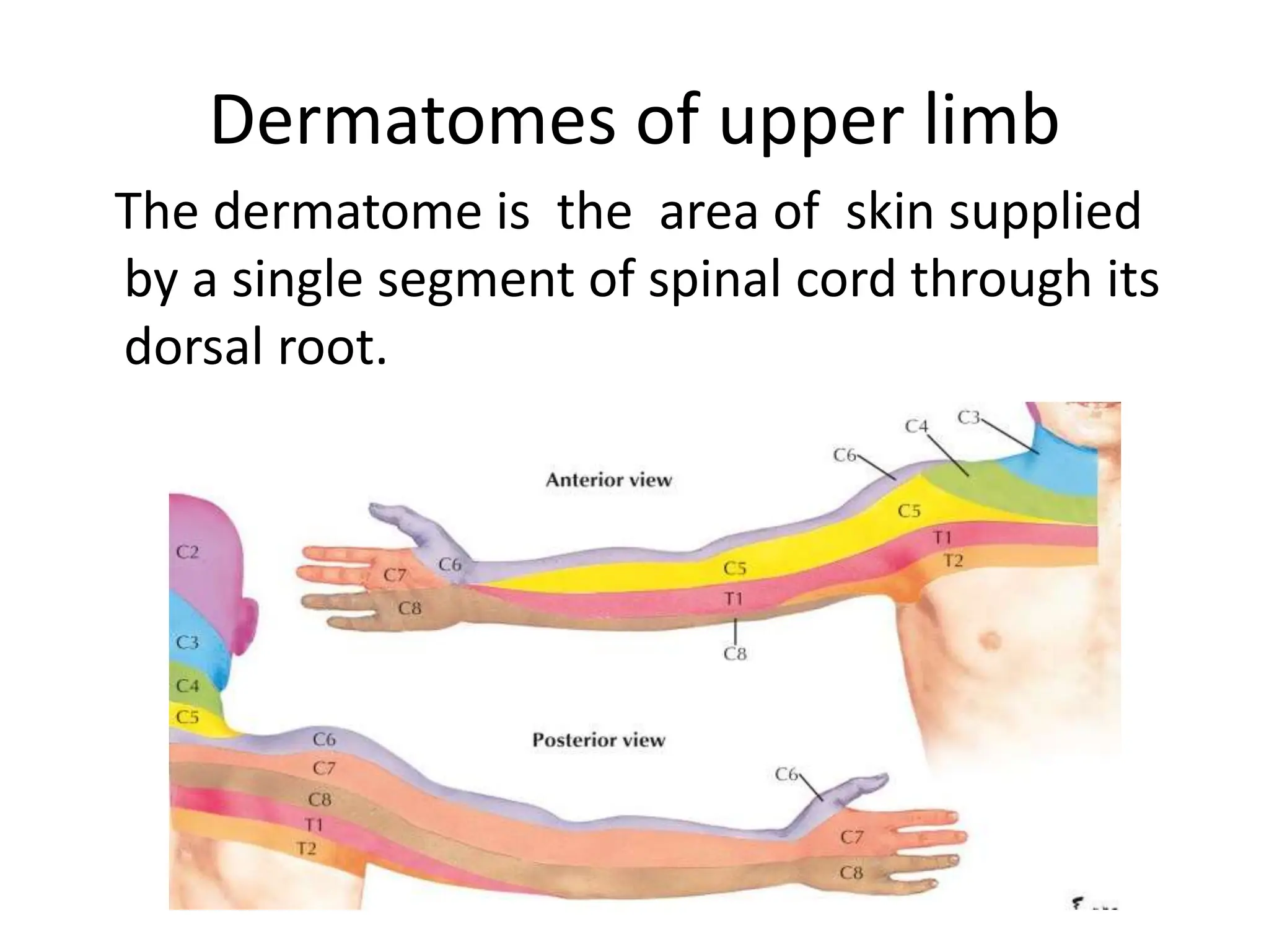 dermatomes and development of limbs copy.pptx | Death, Injury, or ...