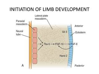 dermatomes and development of limbs copy.pptx