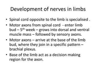 dermatomes and development of limbs copy.pptx | Death, Injury, or ...