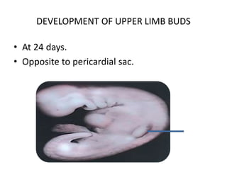 dermatomes and development of limbs copy.pptx
