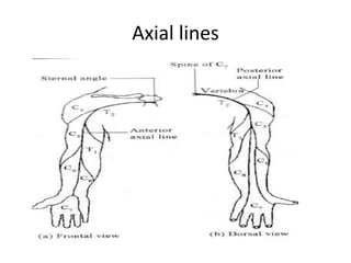 dermatomes and development of limbs copy.pptx | Death, Injury, or ...
