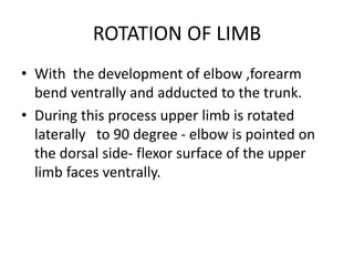 dermatomes and development of limbs copy.pptx